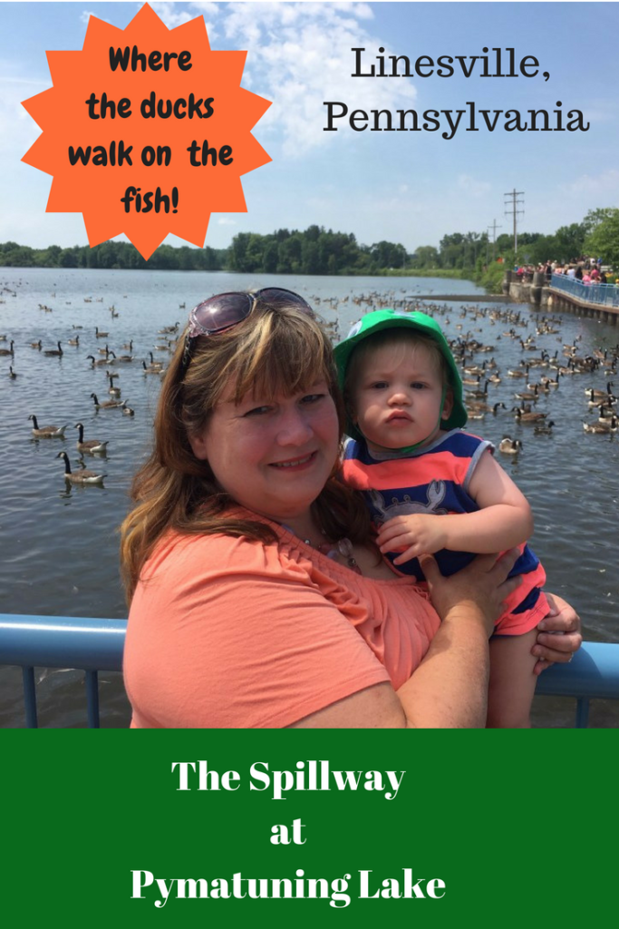 Linesville Spillway at Pymatuning Lake: Where the Ducks Walk on Fish ...