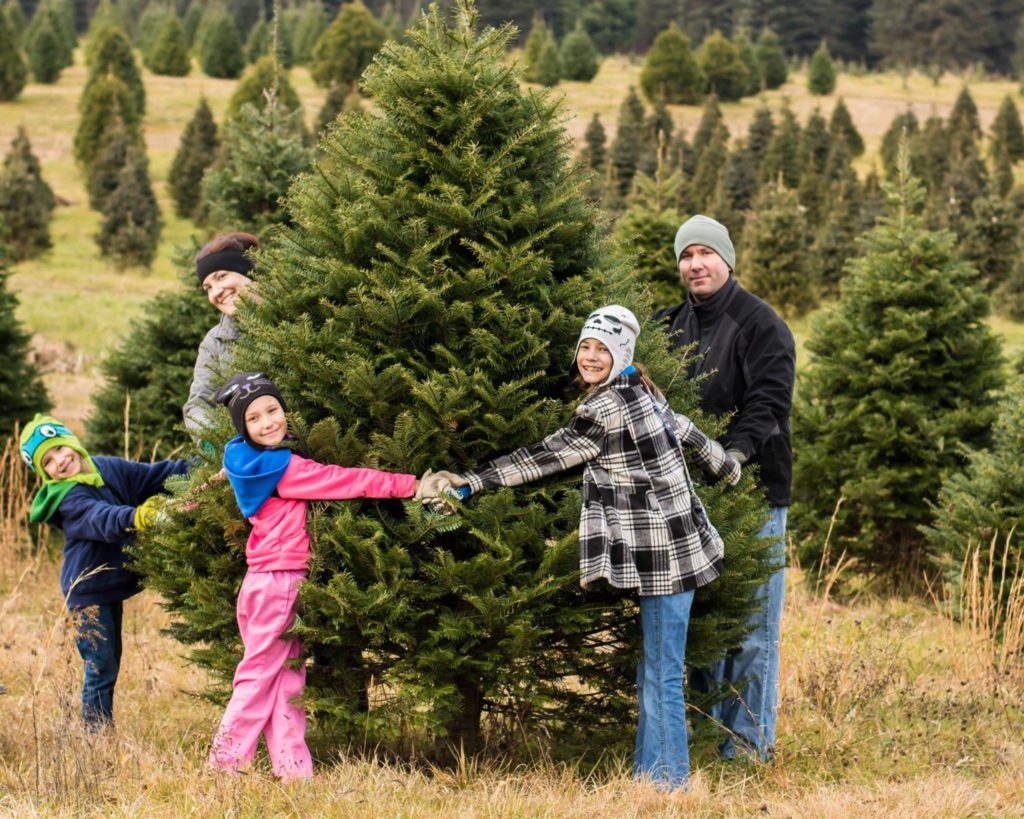 Twelve Tips for Visiting a Christmas Tree Farm - The Cleland Clan