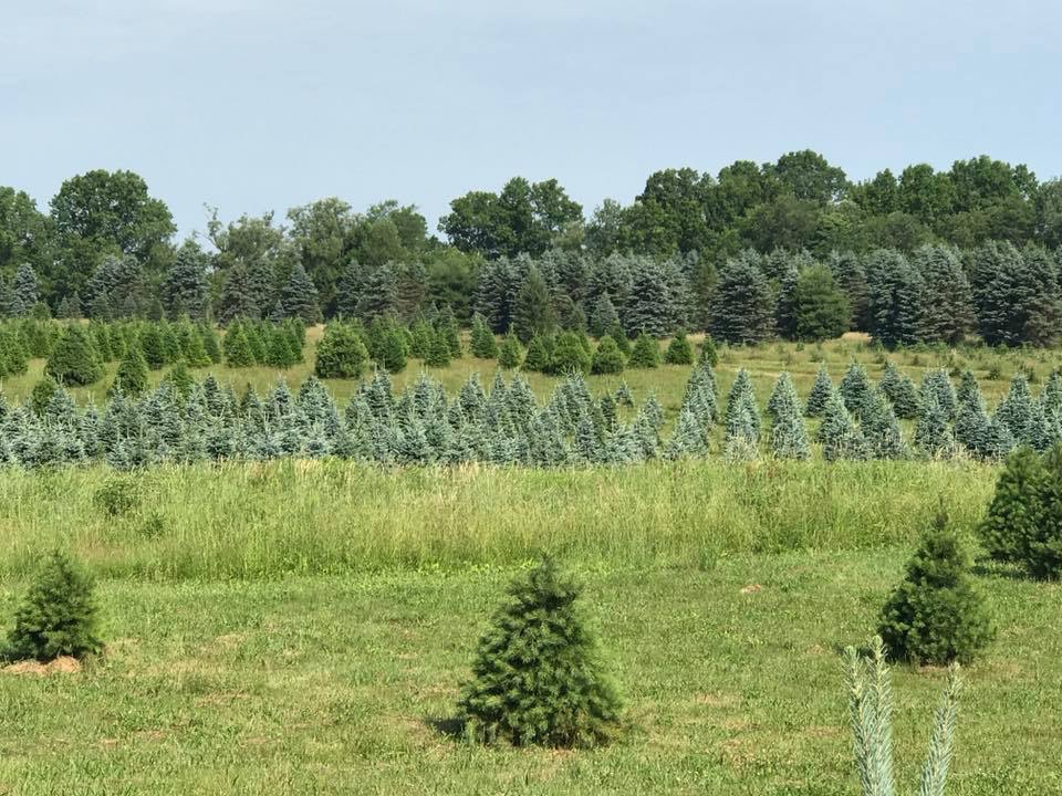 Twelve Tips for Visiting a Christmas Tree Farm - The Cleland Clan